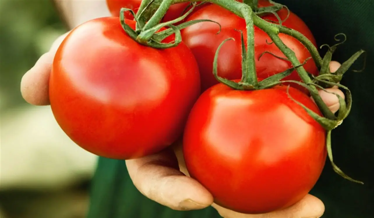 🌱10 Erbe Miracolose da Coltivare Accanto ai Pomodori per un Giardino ...