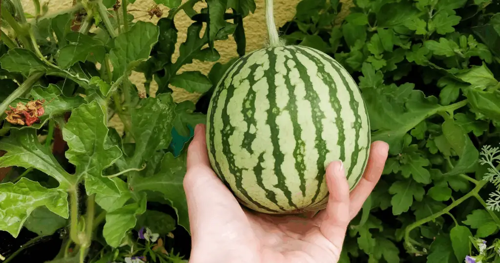 Coltivare Mini-Angurie in Vaso: Guida Completa per un Raccolto Dolce ...