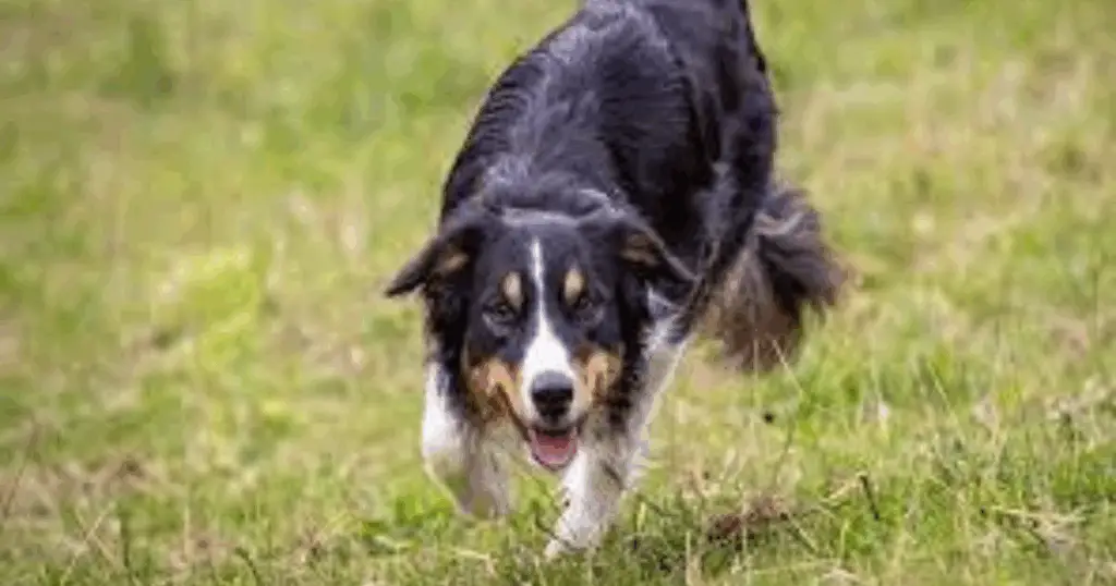 Razze di Cani da Pastore: Guida Completa alle Principali ...